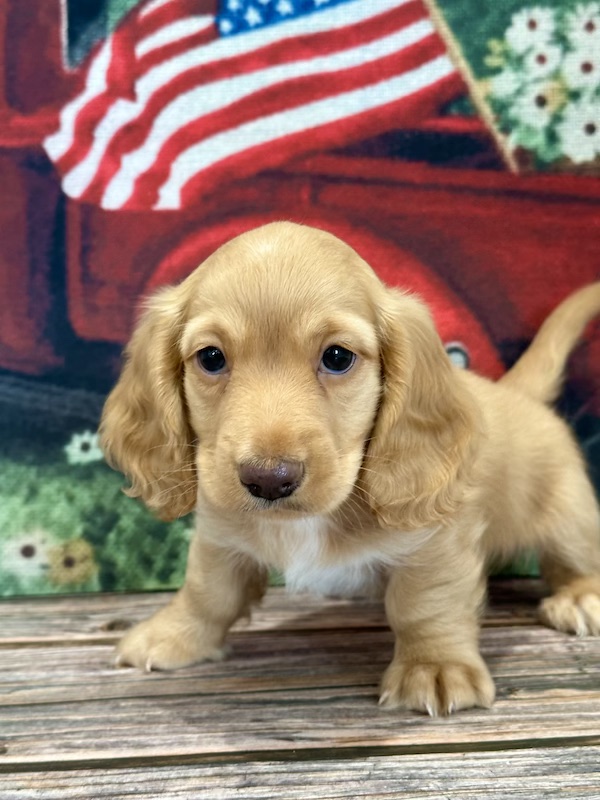 Puppies Archive • Emilys Pups Archive