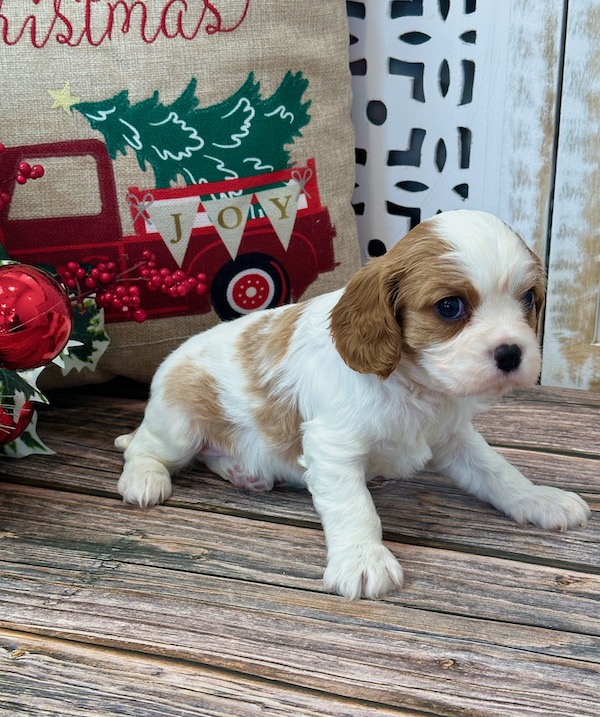 Puppies Archive • Emilys Pups Archive