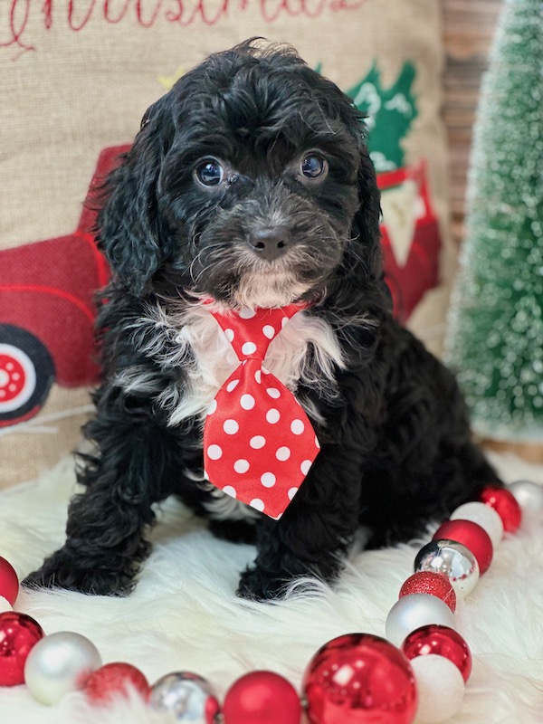 CAVAPOO Archives • Emilys Pups Archive