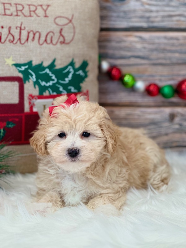 MALTIPOO Archives • Emilys Pups Archive