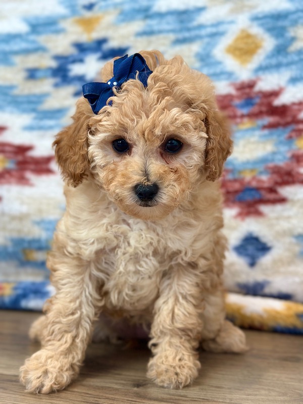Puppies Archive • Emilys Pups Archive