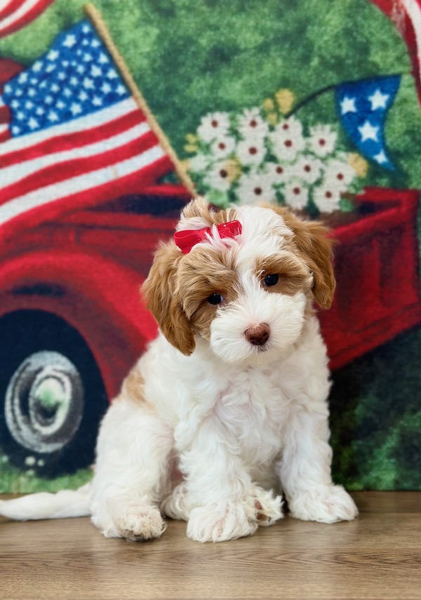 Puppies Archive • Emilys Pups Archive