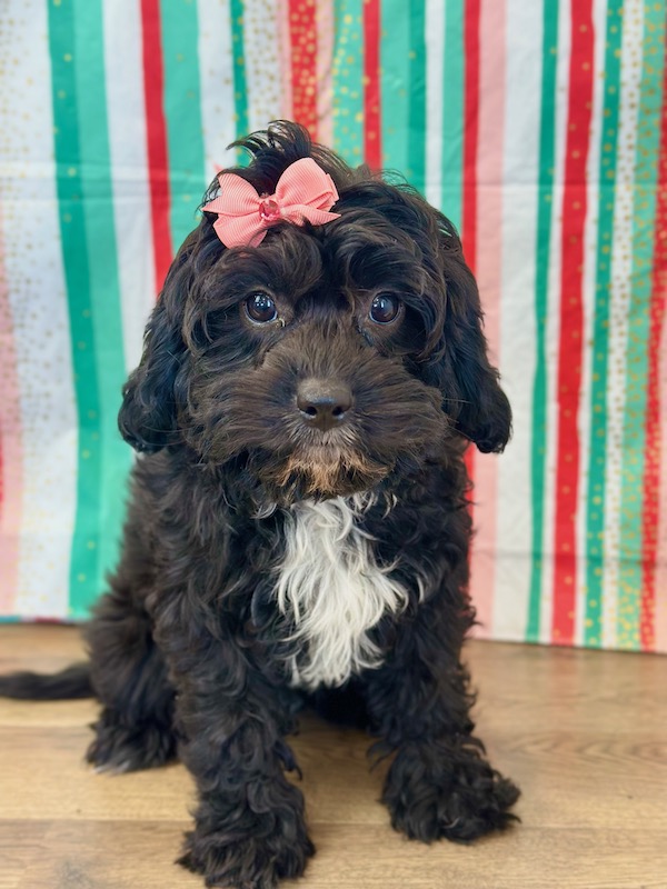 CAVAPOO Archives • Emilys Pups Archive