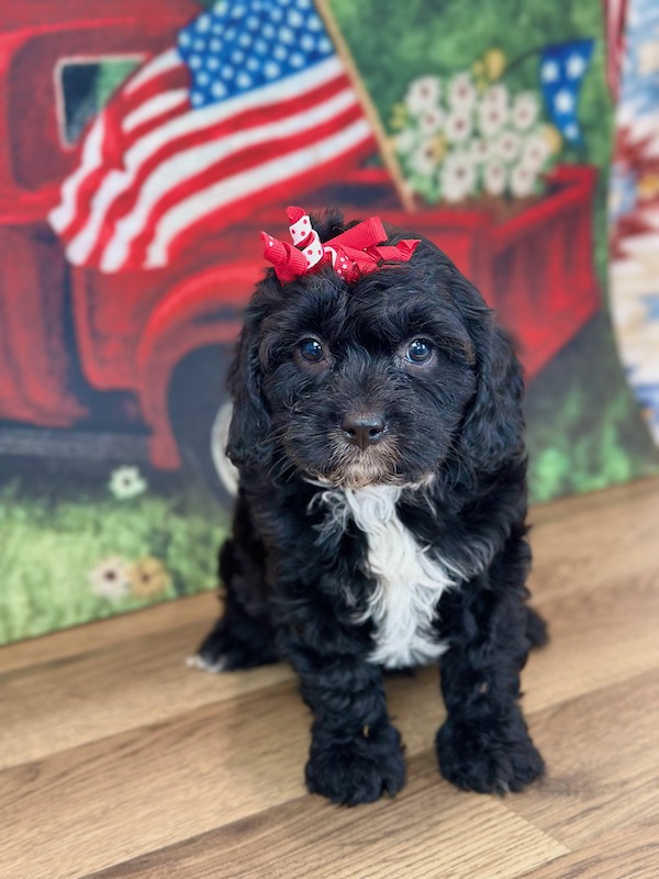 CAVAPOO Archives • Emilys Pups Archive